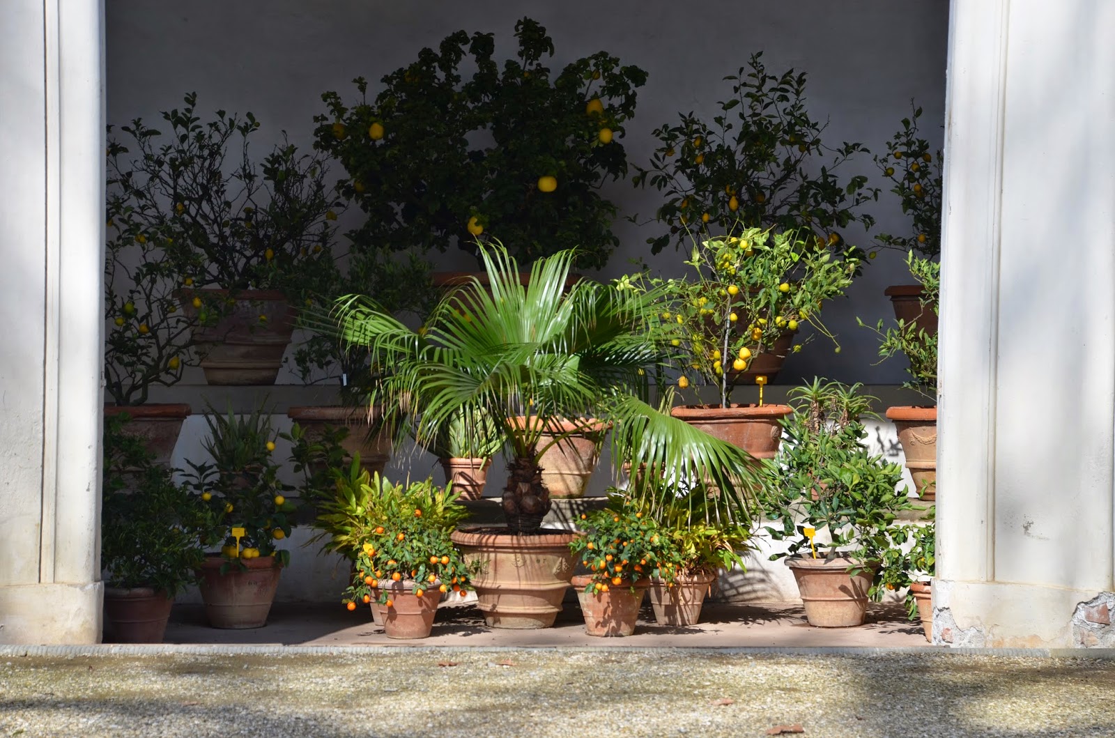 HOW TO GROW A LEMON TREE FROM CUTTINGS |The Garden of Eaden