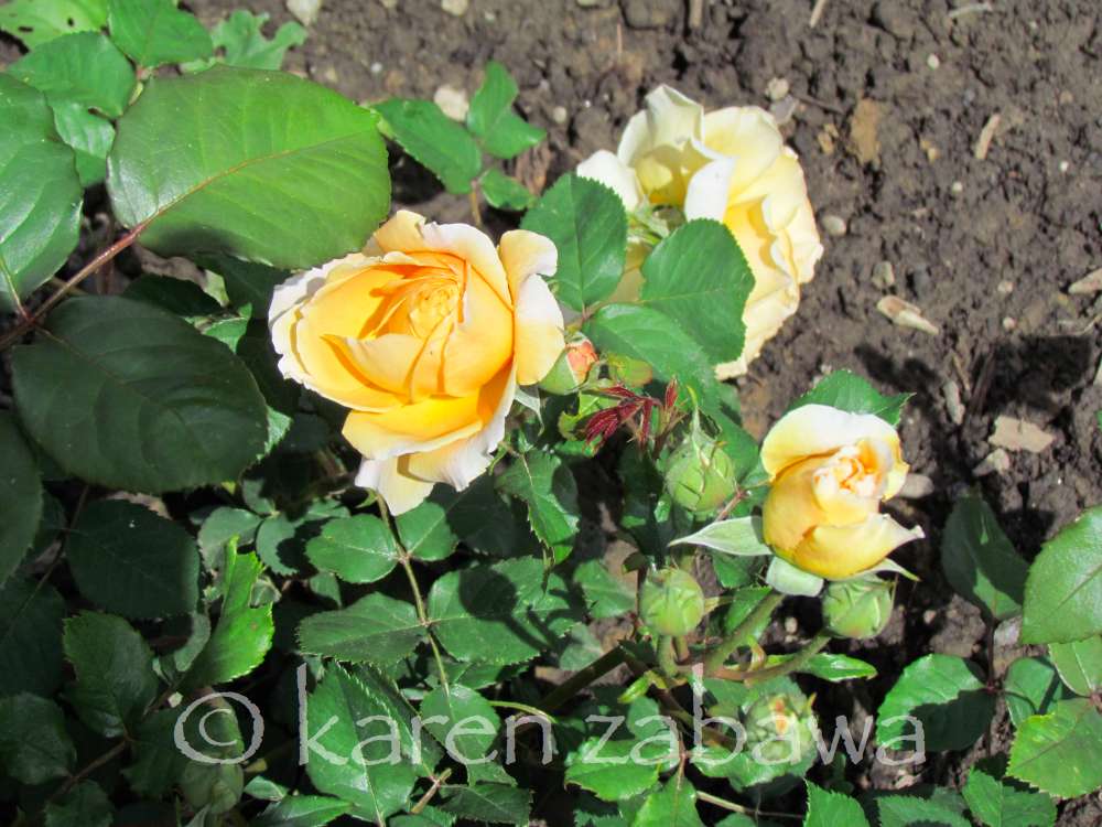 Brueckner Rhododendron Gardens: Yellow Tree Peony, Yellow Austin Roses ...