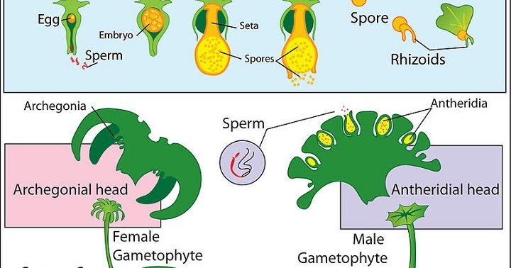 Apa yang Disebut Gametangia? | Belajar Sampai Mati