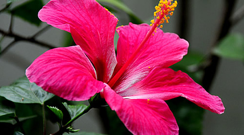 List of Flowers in the Philippines