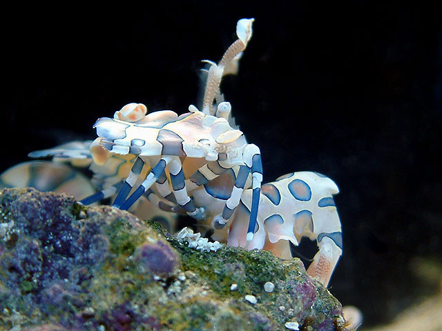 Udang Yang Sesuai Untuk Akuarium |MyRokan