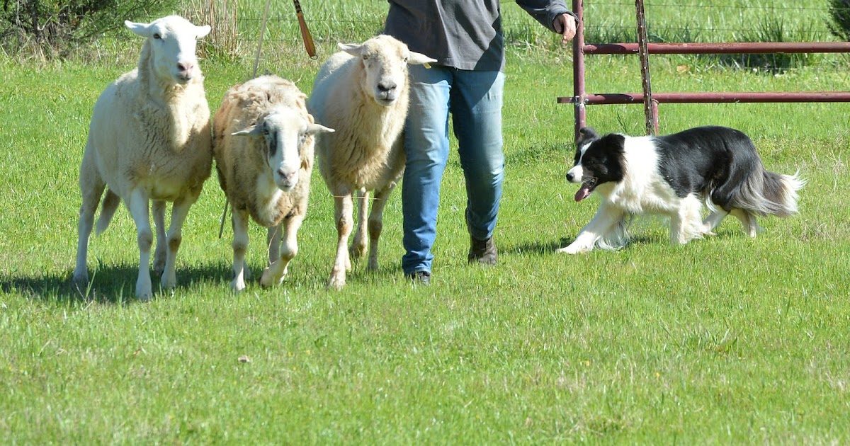 Shepherds Mouth Whistles: Herding Dog Whistle Review