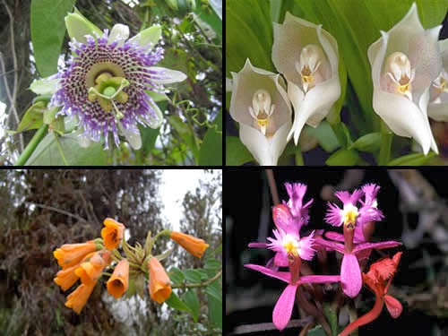 FLORA & FAUNA OF NORTH-EAST INDIA: HOME