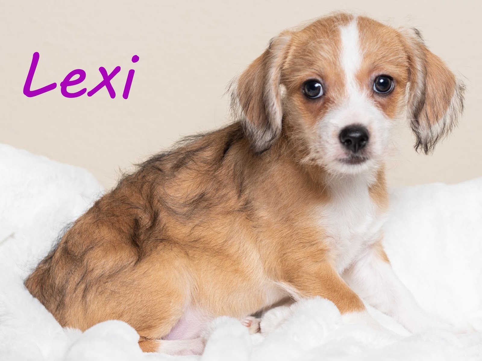 Lexi