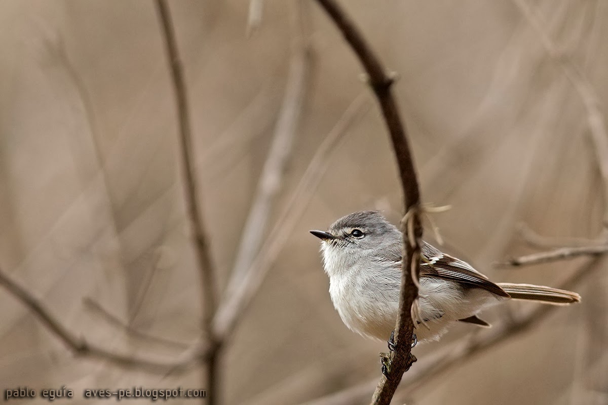 mis fotos de aves: Serpophaga (subcristata) munda Piojito Vientre ...