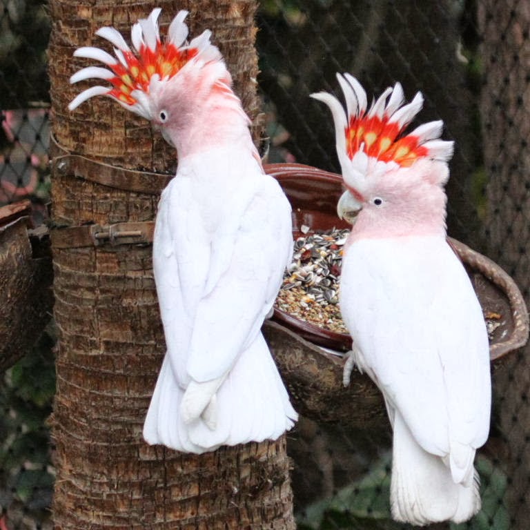 Pink Cockatoo, Parrots in Paradise ~ Bar Paly