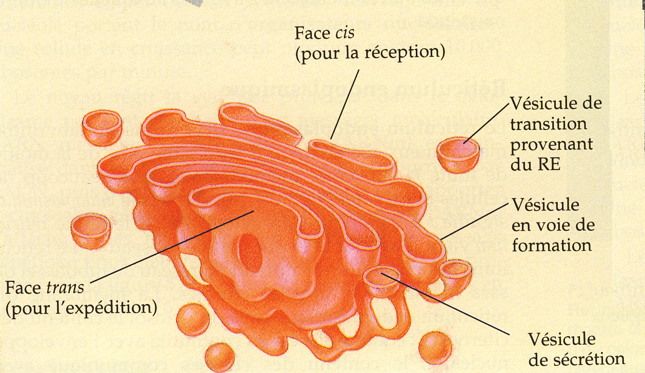 Actualités Scientifiques - Médicales: mars 2016
