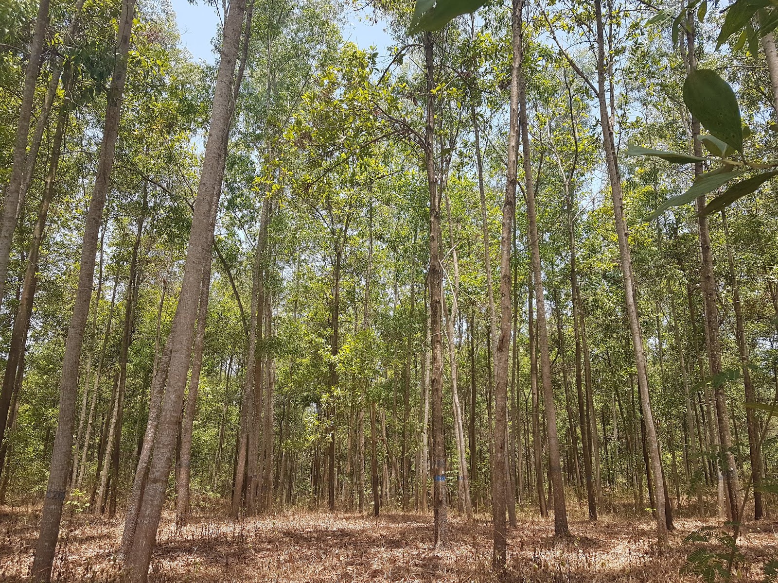 Pohon Akasia Mangium