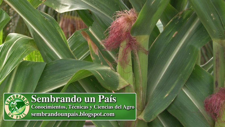 Manual Agronómico: Cultivo de Maíz (Agricultura)