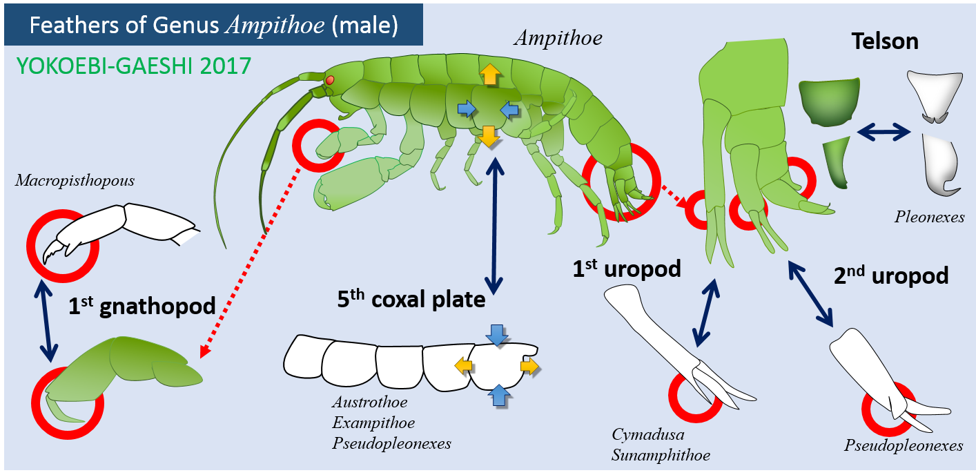 ヨコエビがえし: ヒゲナガヨコエビについて（2017年1月度活動報告）