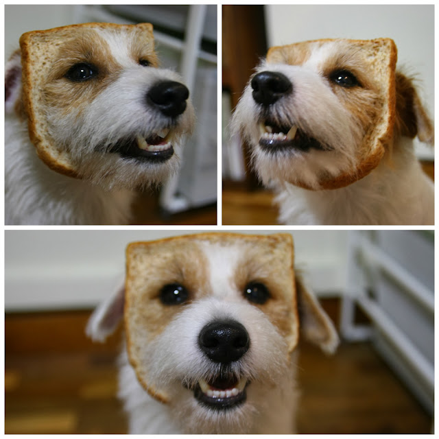 I am a Bread Dog! - Sam, Pecan, Pippin, Shelly and Sherman - Dog blog ...