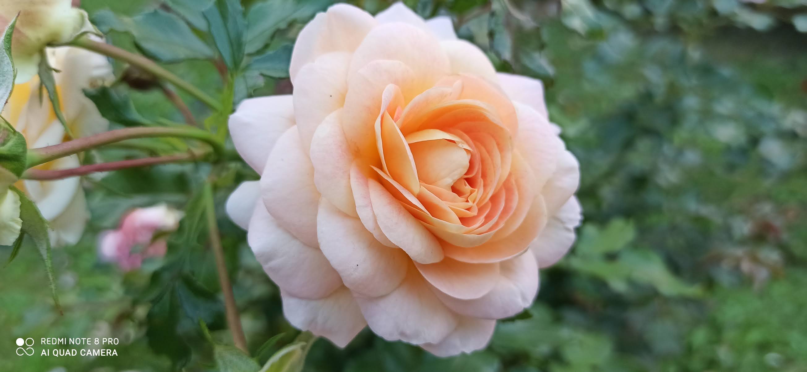 Ranczo Elma: Róża (Rosa) Concerto 94