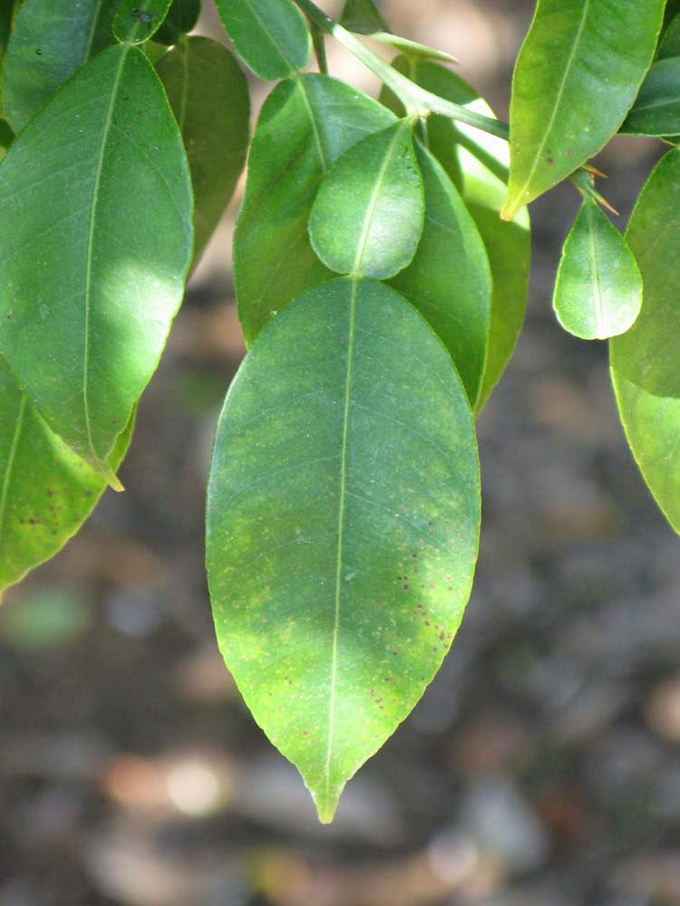 Daun Majemuk (Folium Compositum) ~ MUNAWI INSIDE