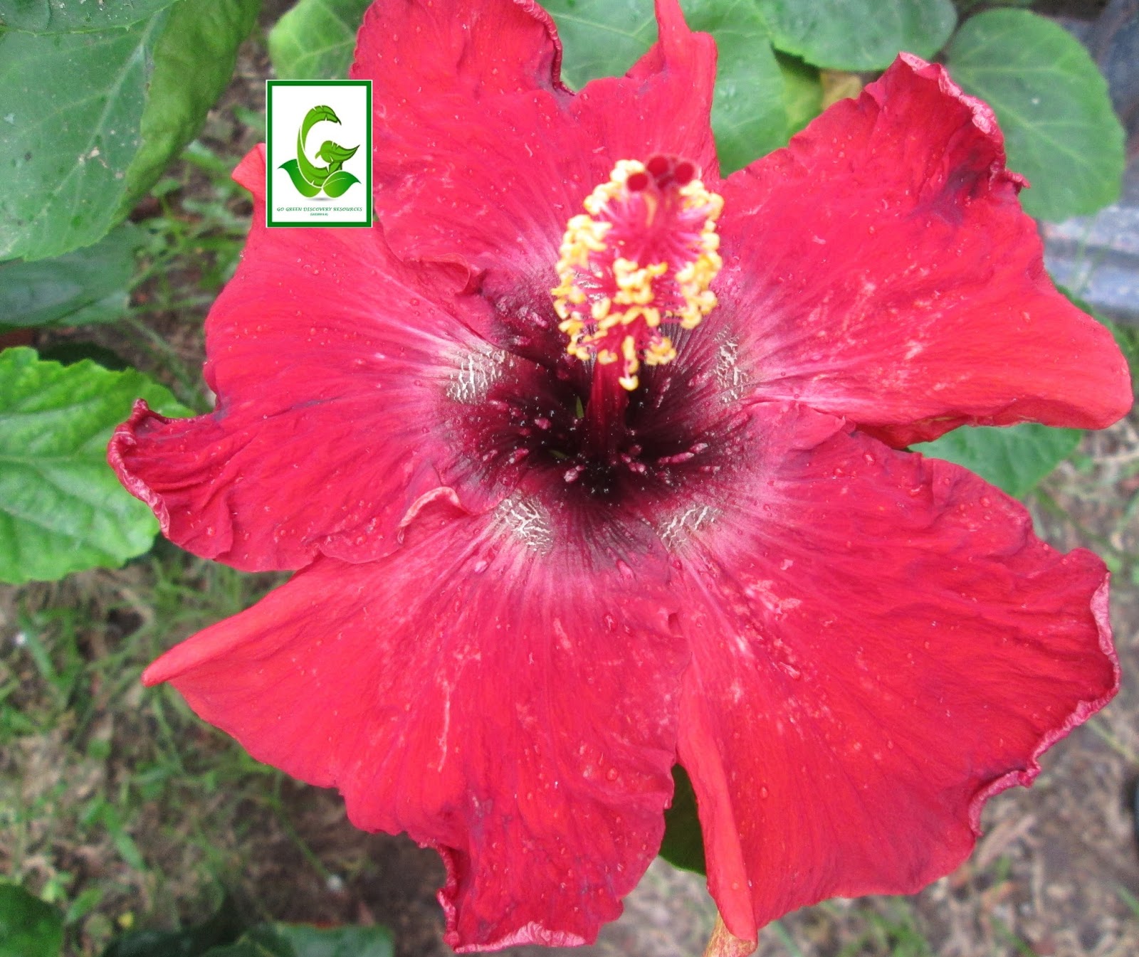 GoGreen Travel: Bunga Raya / Hibiscus
