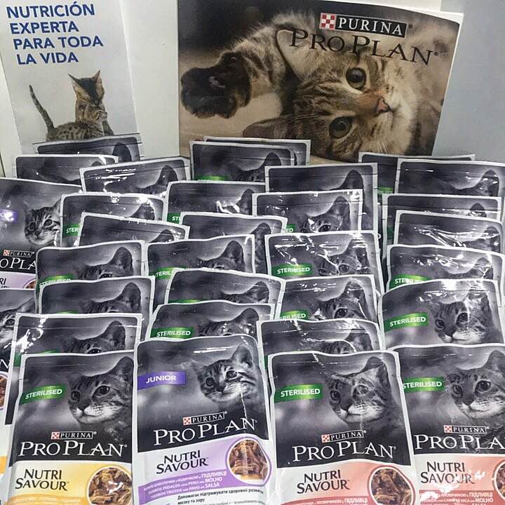 ¿Comida seca o comida húmeda?