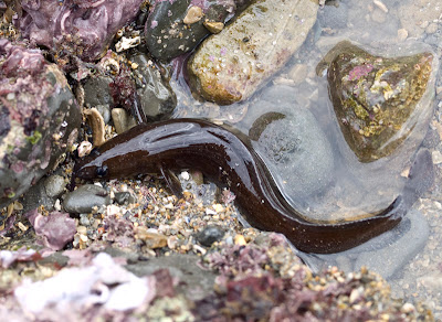 Paseos por la naturaleza: Lotidae sp. Barbada.