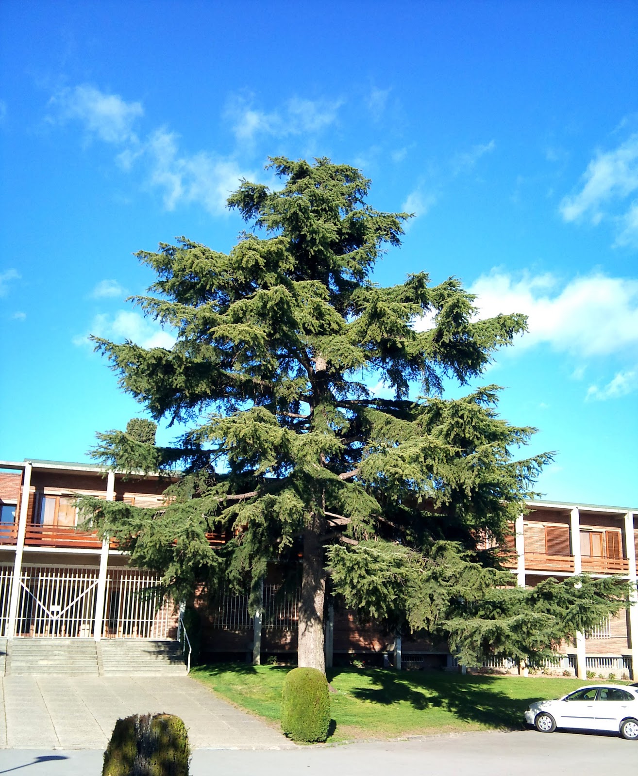 Árboles con alma: Cedro del Líbano. (Cedrus Líbani)