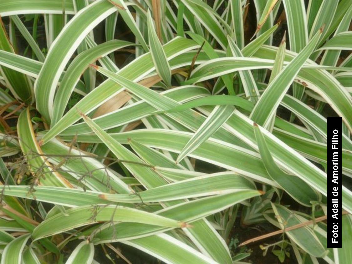 Viveiro Espaço Verde: FÓRMIO