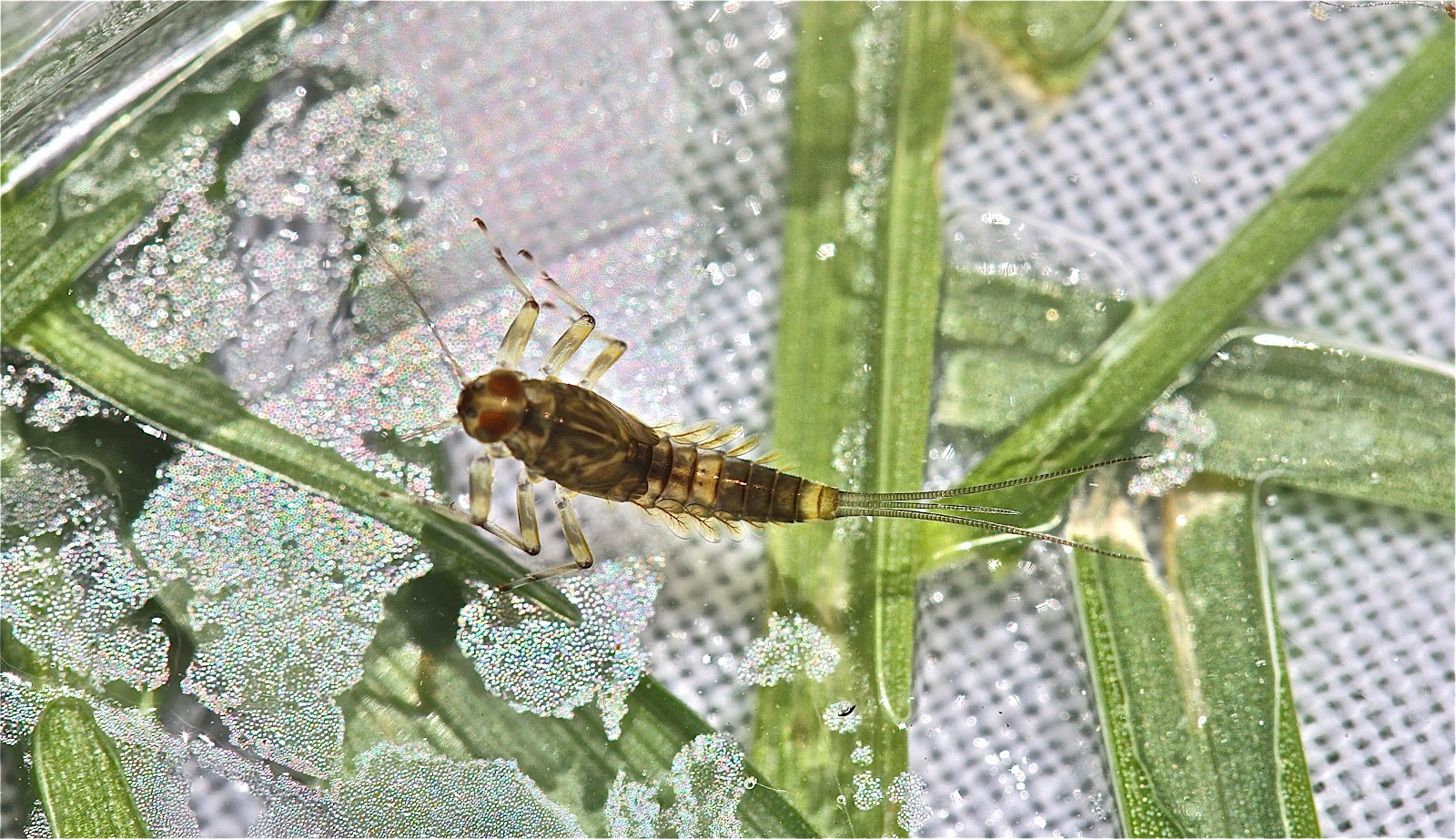 Aquatic Insects of Central Virginia: A Montana Sampler