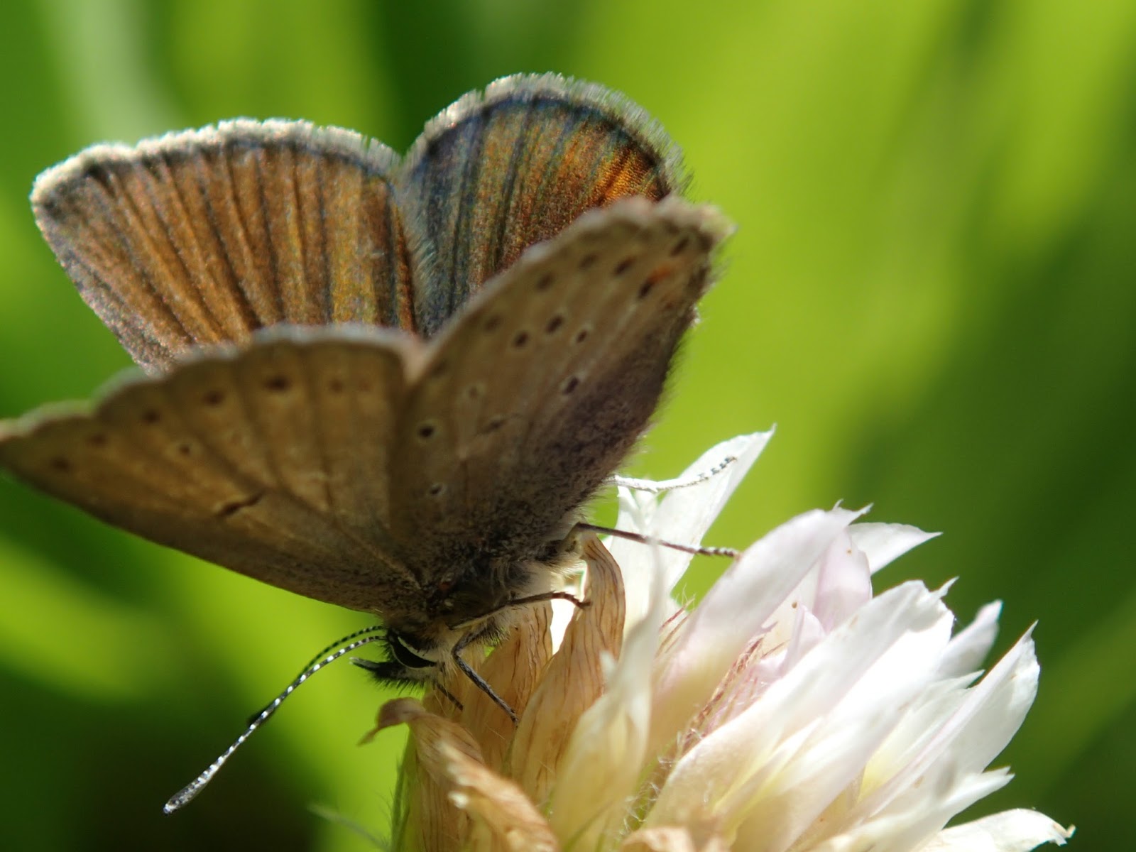 Casing Oregon: Wildflower Hikes: Gordon Meadows