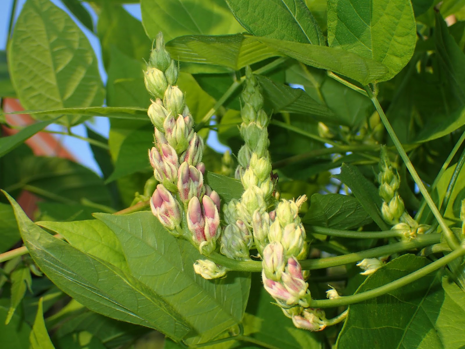 Scirpidiella's Plants: Groundnut species (Apios sp. div.) in flowers