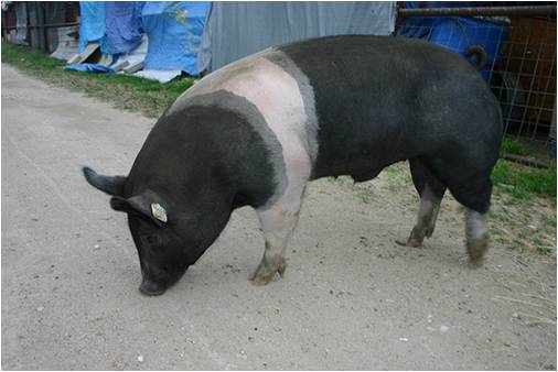 Mengenal jenis babi yang cocok dikembangbiakan di asia