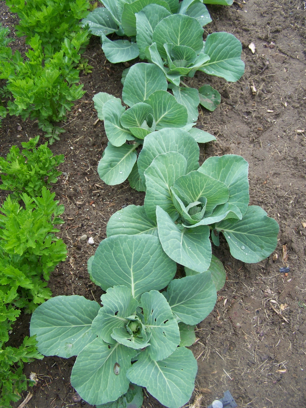 Annie's Kitchen Garden: May 30, 2012 - The End of May Garden (part 1)