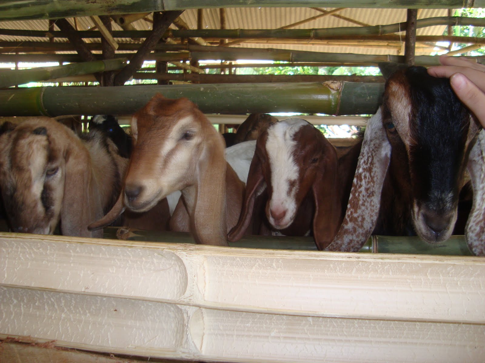 Kambing Emas