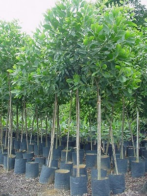 Plant World: Plant World:Acacia