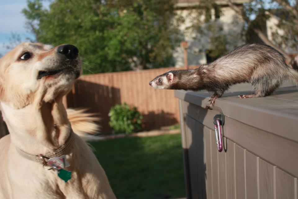 Funny animals of the week - 12 October 2012 (40 pics) | Amazing Creatures