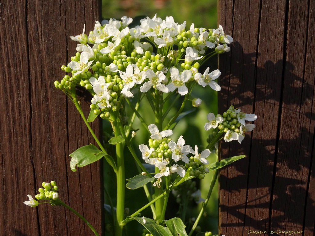 Chwile zaChwycone: Warzęcha, chrzan pospolity