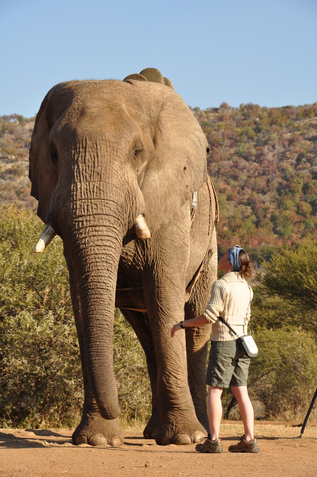 Think Elephants International: Becoming an elephant researcher....