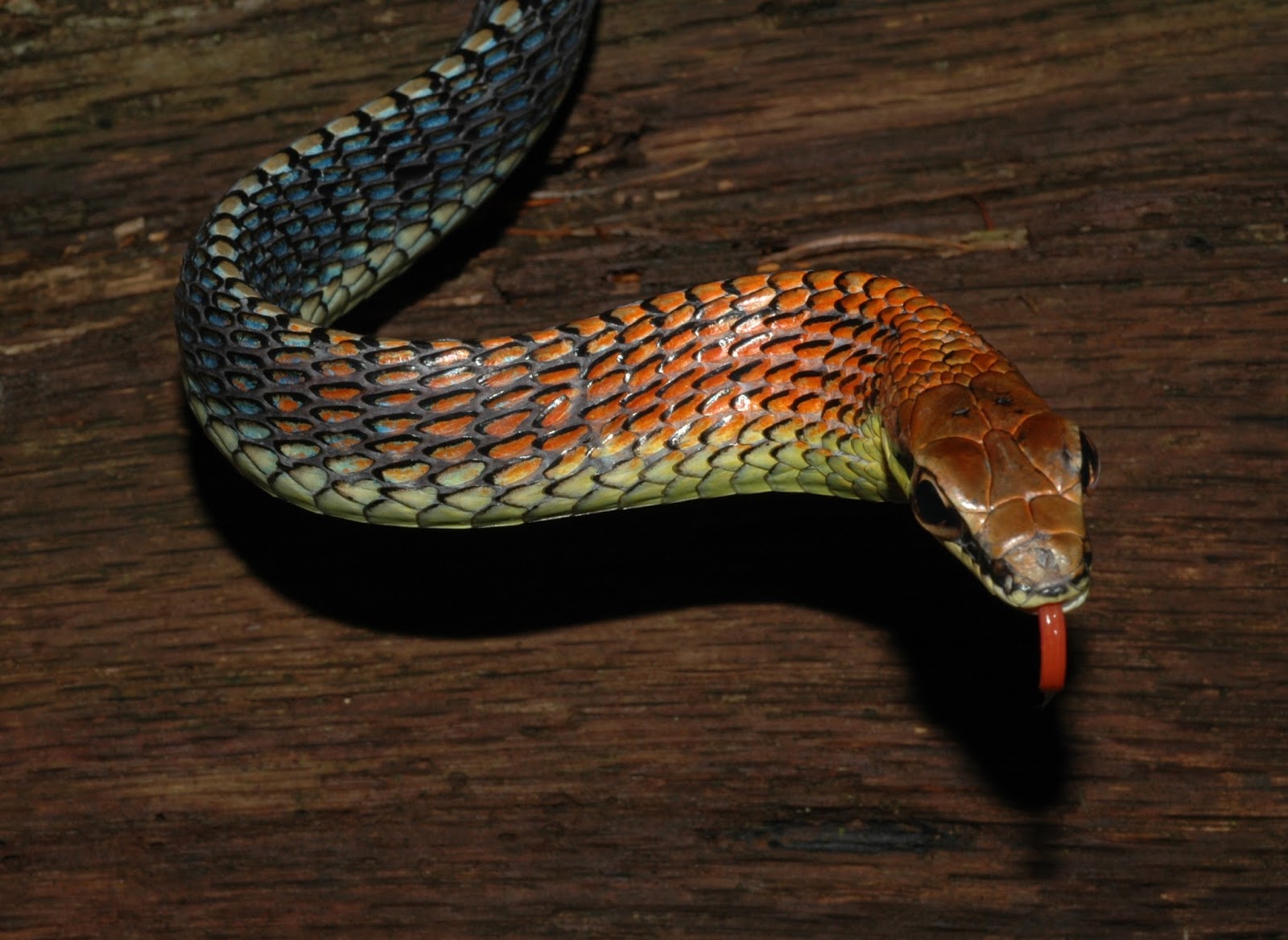 Species New to Science: [Herpetology • 2007] Dendrelaphis kopsteini • A ...