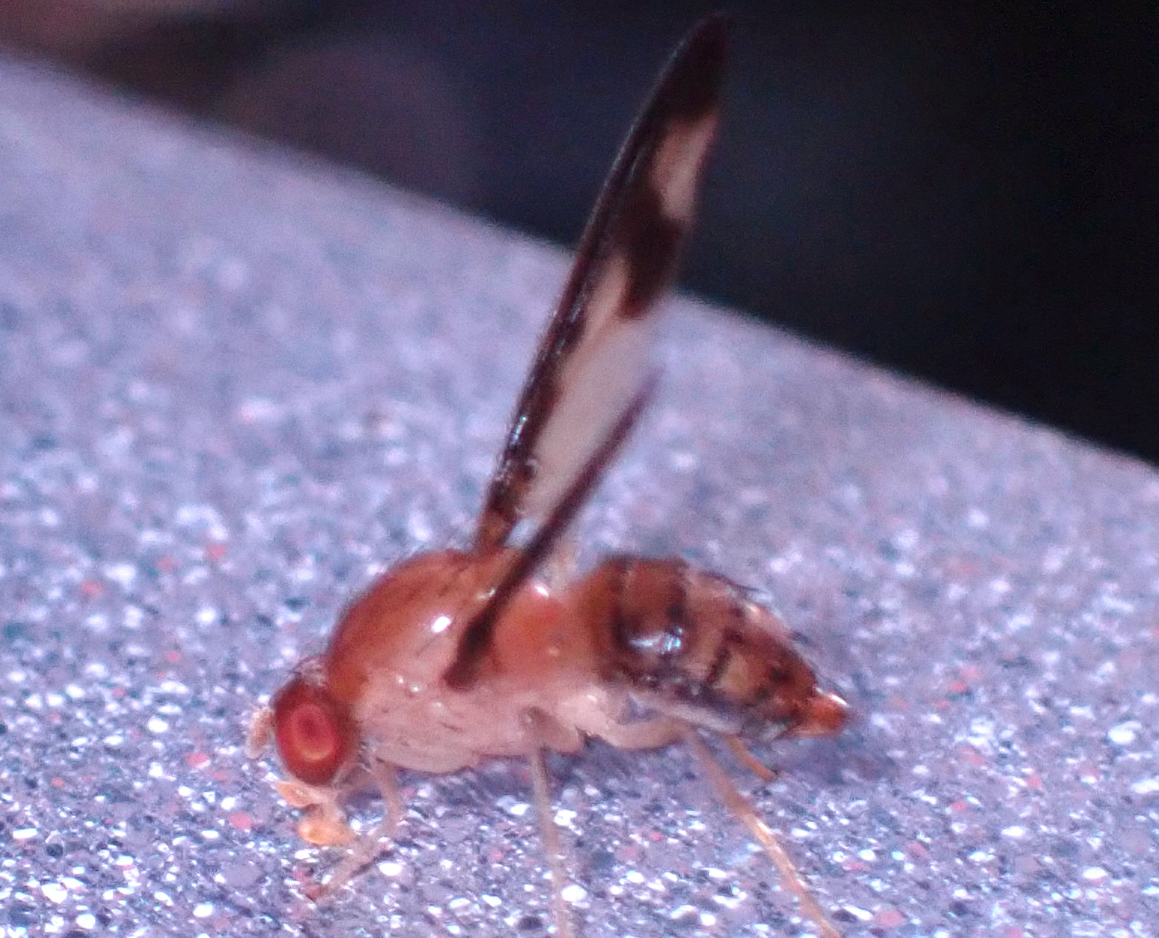 Springfield Plateau: Antlered Flutter Fly