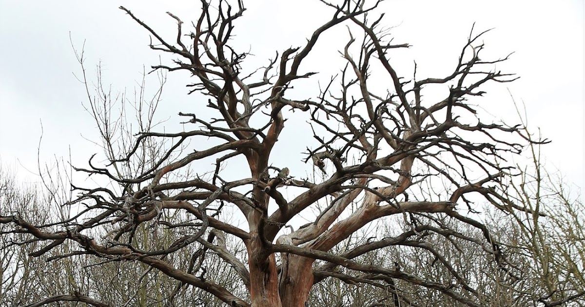 The Breckland Birder: The majesty of trees
