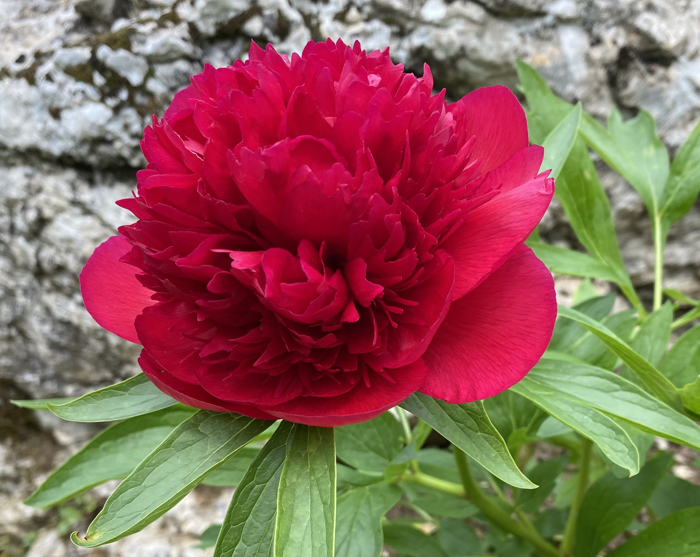 Glosario botánico con imágenes - Letra V