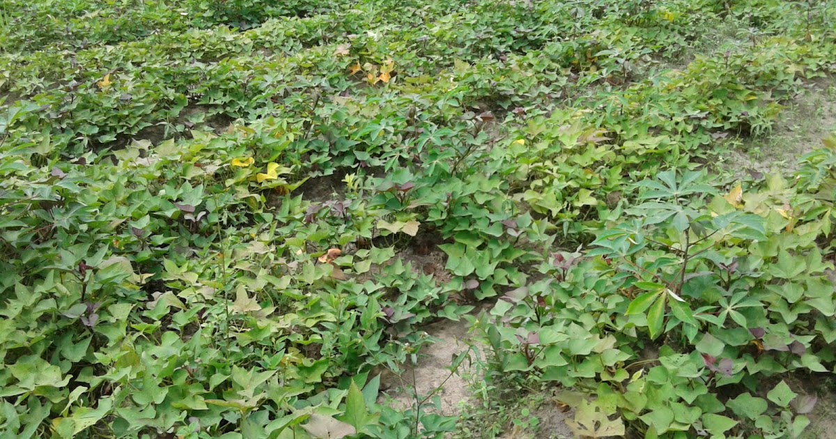 Tanaman ubi rambat serta manfaatnya (muntul) - Manfaat-Lab