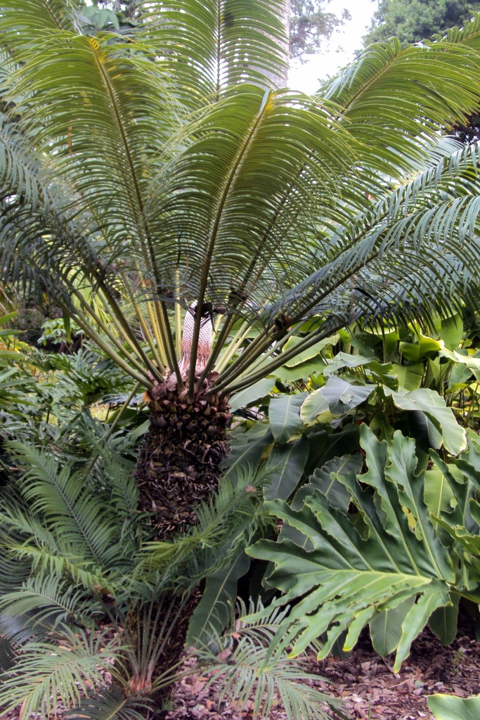 Taxonomia Plantae no Magnoliopsida: Phylum Tracheophyta Clase Cycadopsida