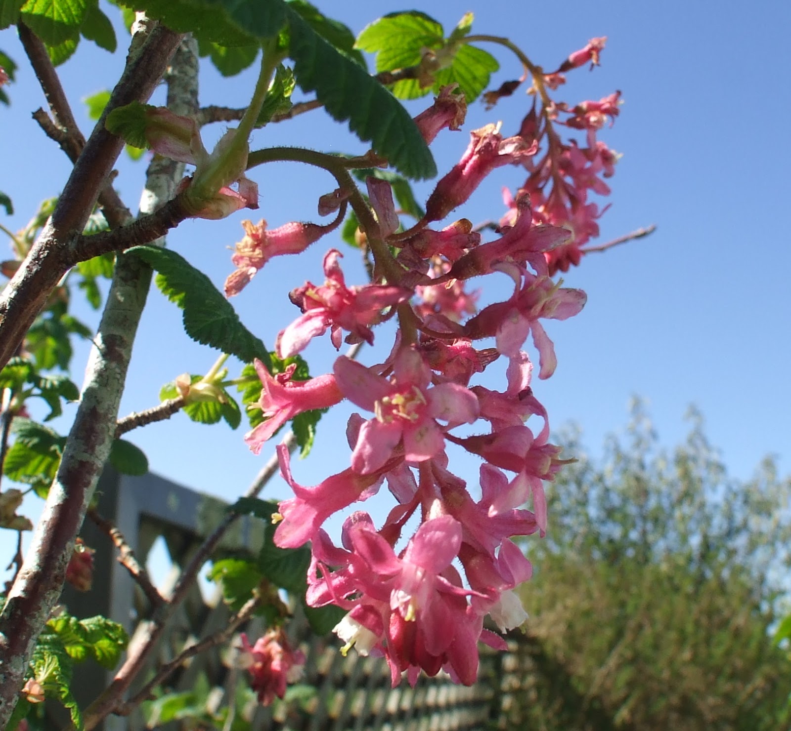 photographing New Zealand: cranberry tree