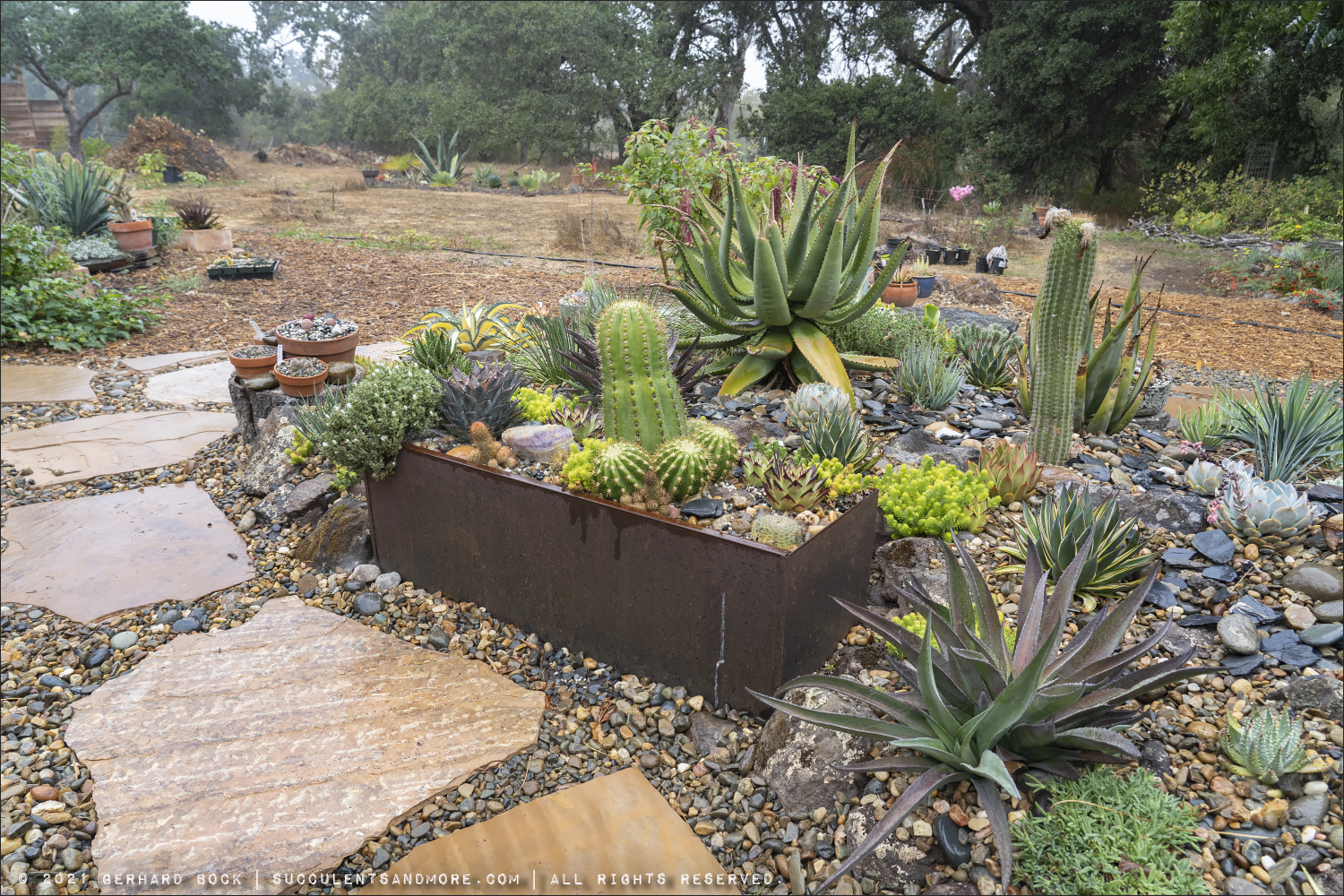 Private garden at Peacock Horticultural Nursery
