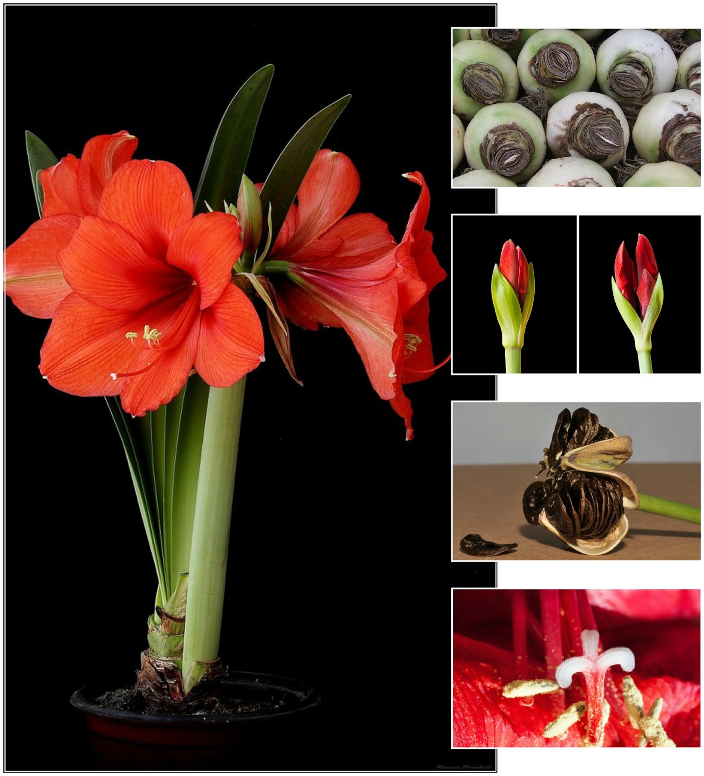 Hippeastrum czy amarylis? To nie to samo! | BEZ OGRÓDEK | blog ogrodniczy