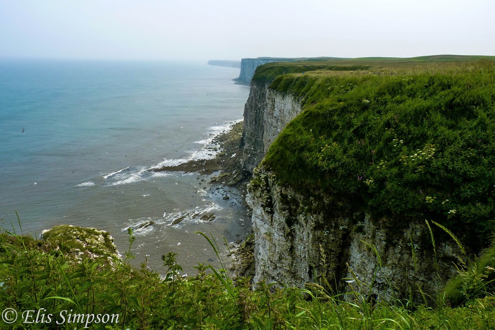 Rick Simpson Birding: A day out at Bempton Cliffs