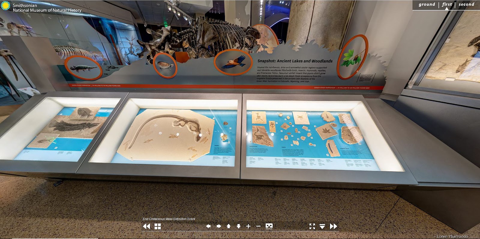 Fossils and Other Living Things: Pandemic Days ~ Missing the Wonders of ...