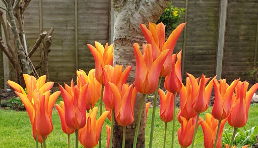 HOW TO GROW BULBS |The Garden of Eaden