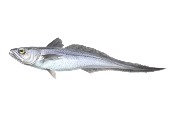 Artes de Pesca: ACTINOPTERYGII