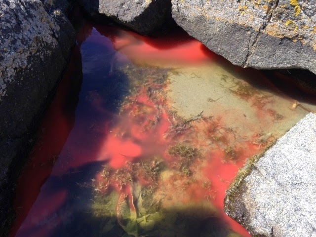 A Kilchoan Diary: Toxic Pool