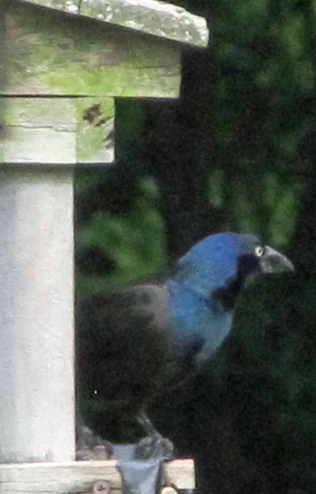 Summit Musings: Wild Bird Wednesday - Shiny Brites