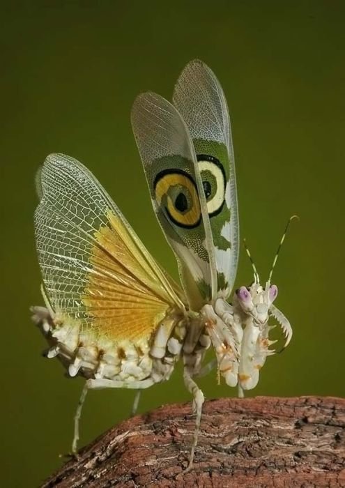 Funny & Laugh: Amazing Pictures Of Insects