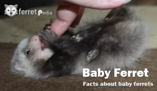 Baby ferret: Facts, how to care for and feed