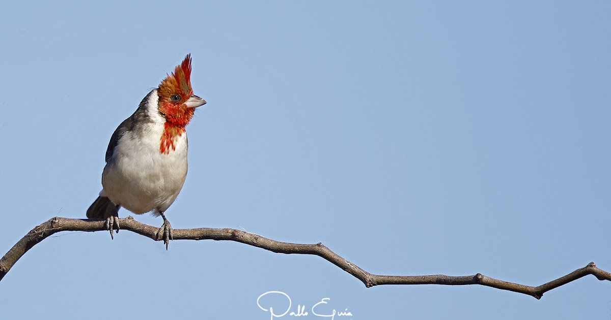 mis fotos de aves: Paroaria coronata Cardenal Copete Rojo Red-crested ...